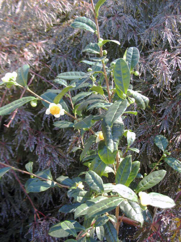 Keep your kettle whistling all year round by growing your own tea ...